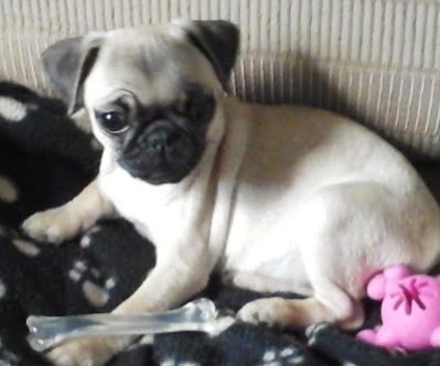 "Témoignages elevage bulldog, pug, boston rive sud de Montreal"