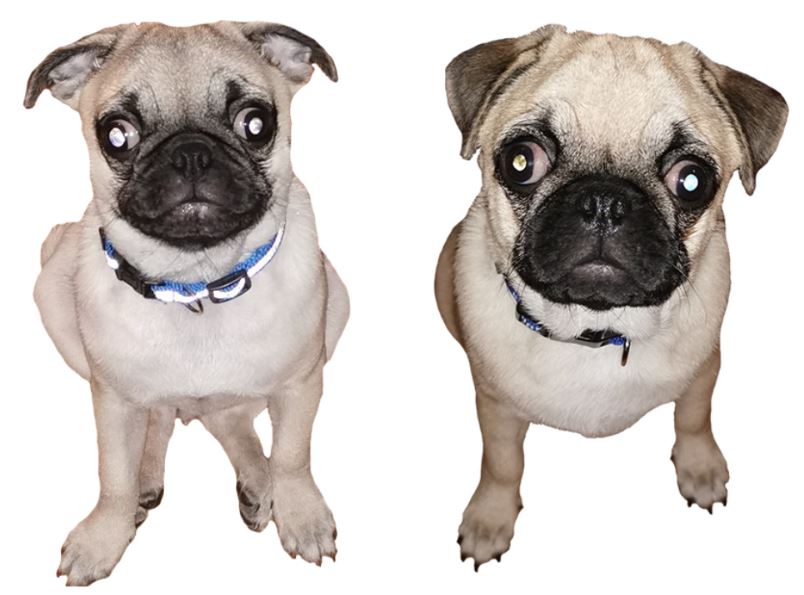 "Témoignages elevage bulldog, pug, boston rive sud de Montreal"